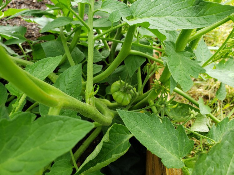 Community gardens – Waterbury Mutual Aid